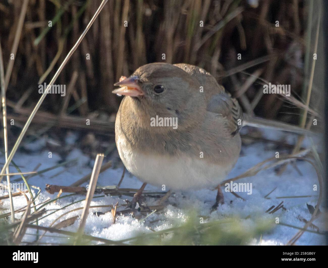 Closeup of a female dark-eyed junco feeding on a snowy landscape Stock Photo - Alamy