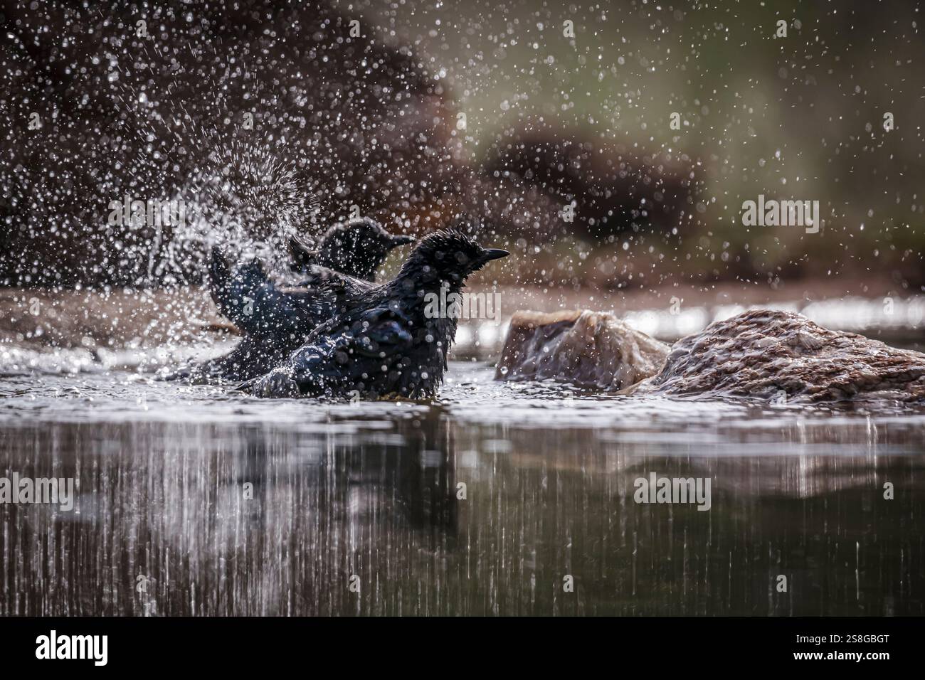 Two Cape Glossy Starling bathing and grooming in waterhole in Greater ...