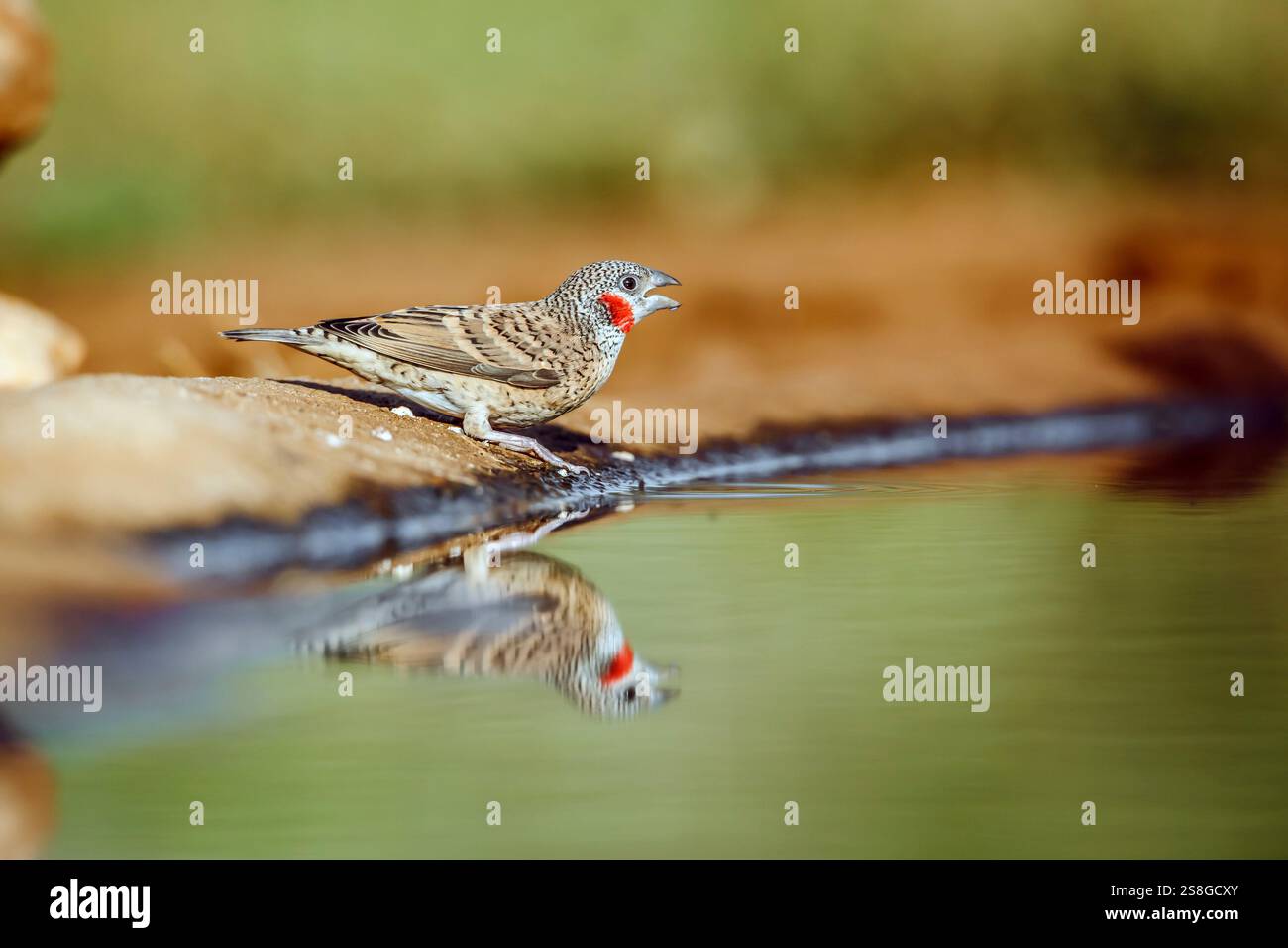 Cut throat finch male standing along waterhole with reflection in ...