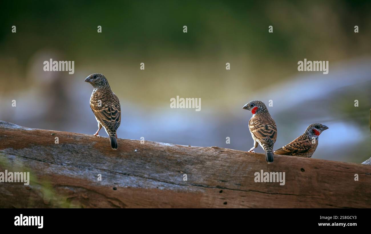 Three Cut throat finch male and female on a log in Greater Kruger National park, South Africa ...