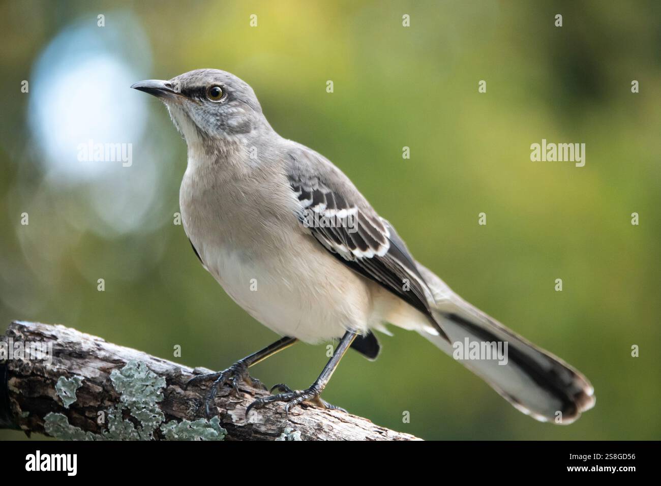 Northern mockingbird flight hi-res stock photography and images - Alamy