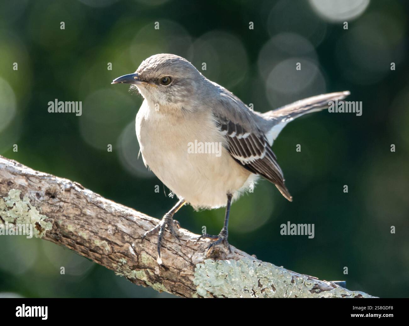 Northern mockingbird flight hi-res stock photography and images - Alamy