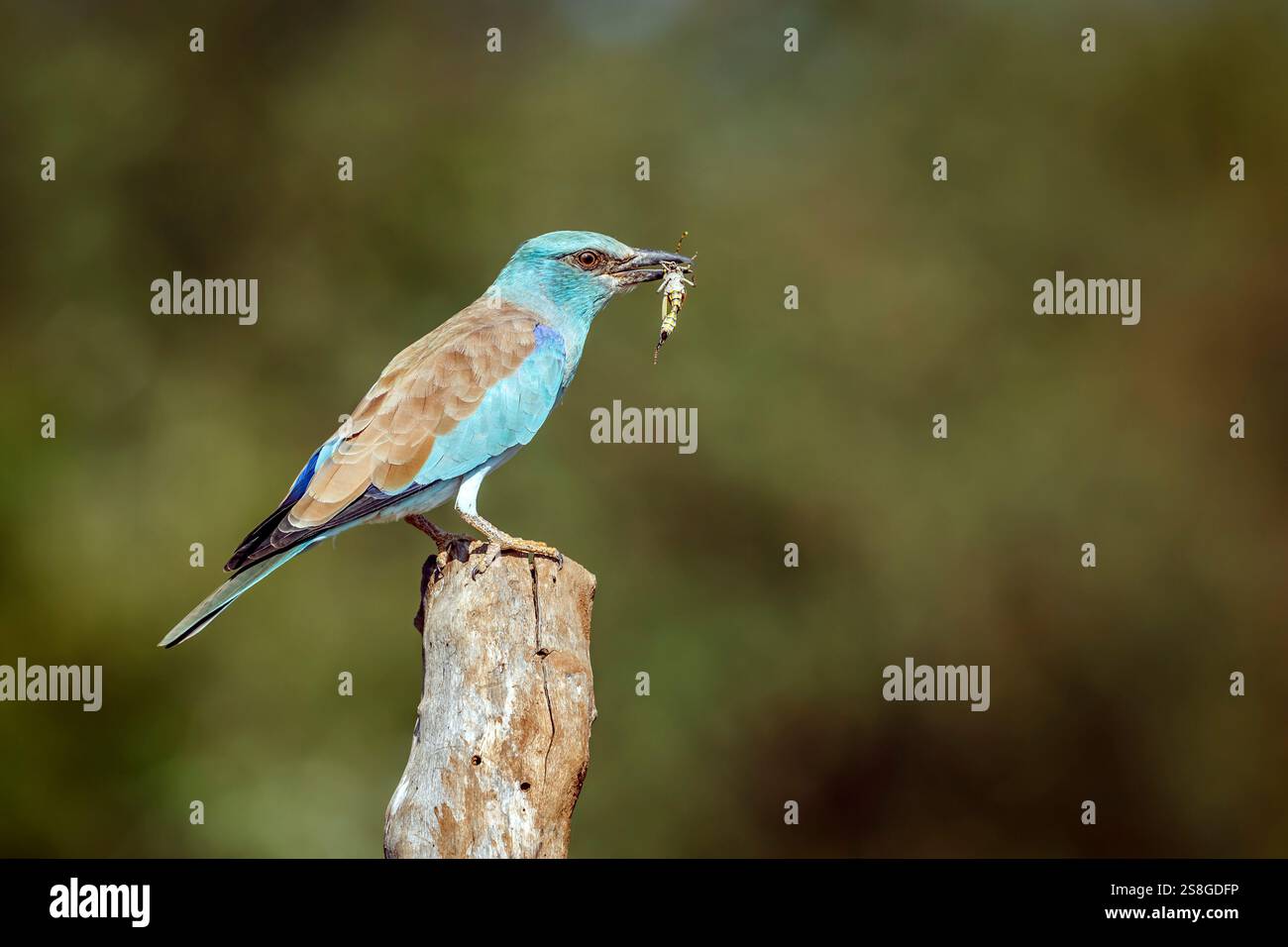European Roller standing on a pole with prey in Greater Kruger National ...