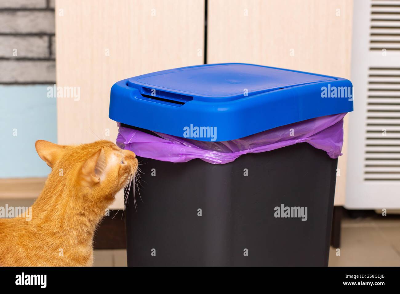 A curious cat is sniffing around a trash can that has a bright blue lid ...