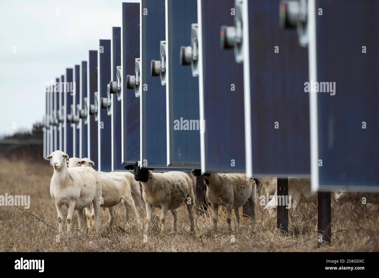 Sheep graze on a solar farm owned by SB Energy on Tuesday, Dec. 17 ...