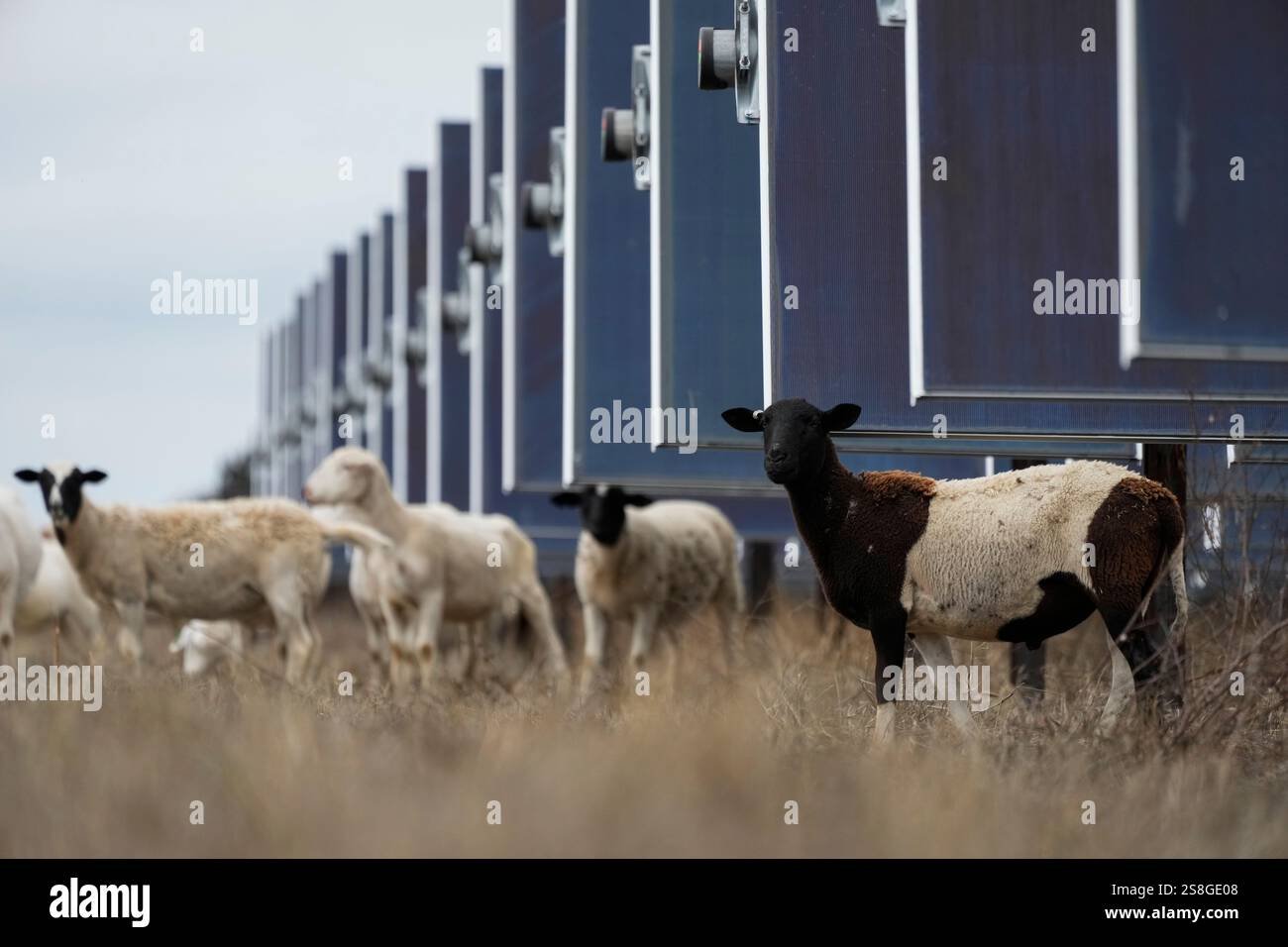 Sheep graze on a solar farm owned by SB Energy on Tuesday, Dec. 17 ...