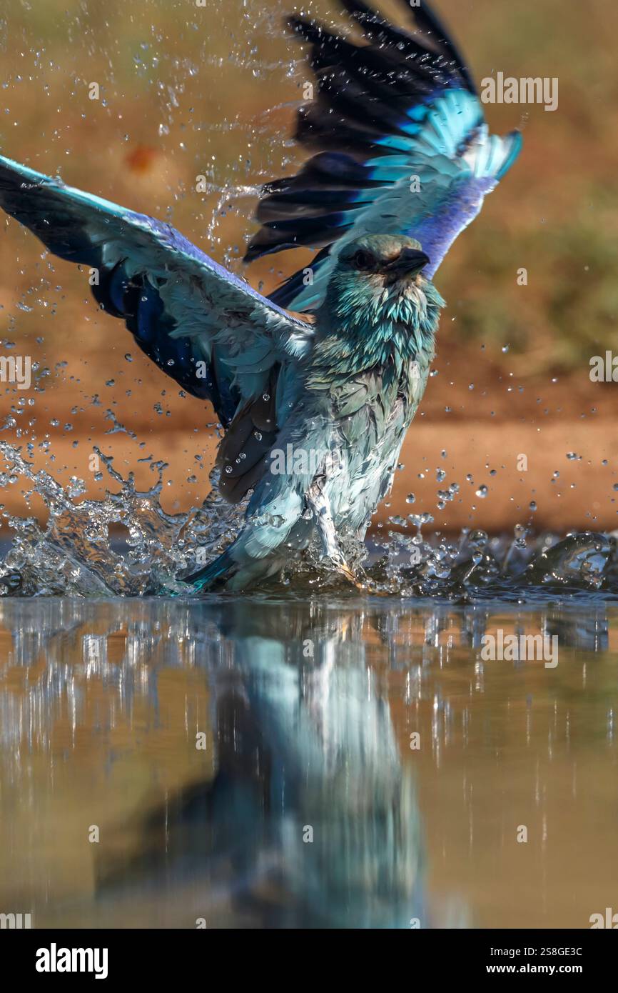 European Roller taking off from water splashing in Greater Kruger ...