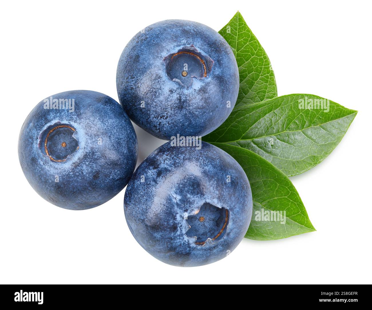 Blueberry with leaf isolated on white background. Blueberry clipping ...