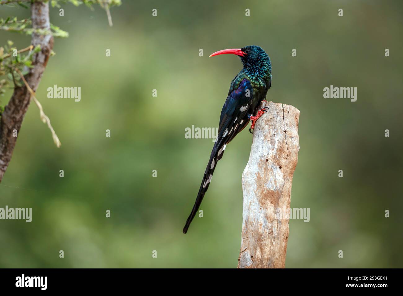 Green wood hoopoe standing on a pole isolated in blur background in ...