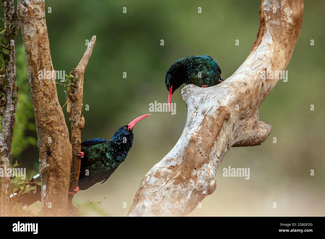 Two Green wood hoopoe standing on a branch isolated in blur background ...