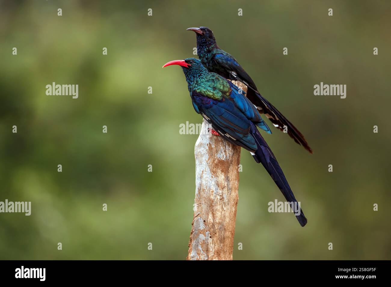Two Green wood hoopoe standing on a branch isolated in blur background ...