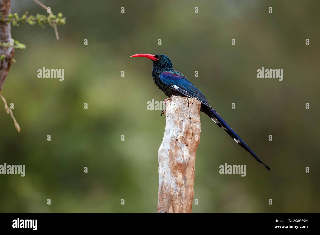 Green wood hoopoe standing on a pole isolated in blur background in ...