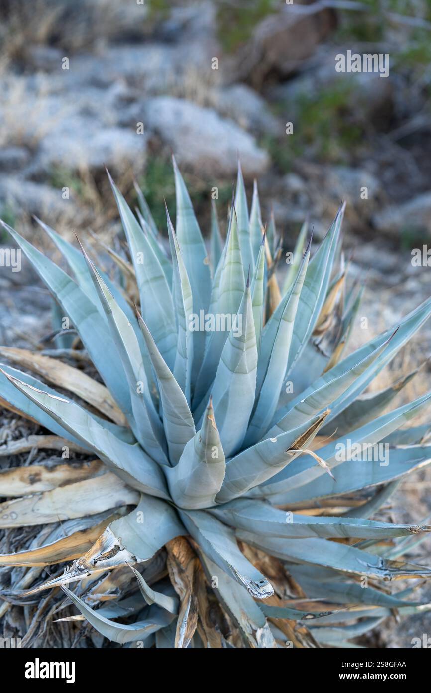 Large and mature Desert Agave cactus (Agave deserti Stock Photo - Alamy