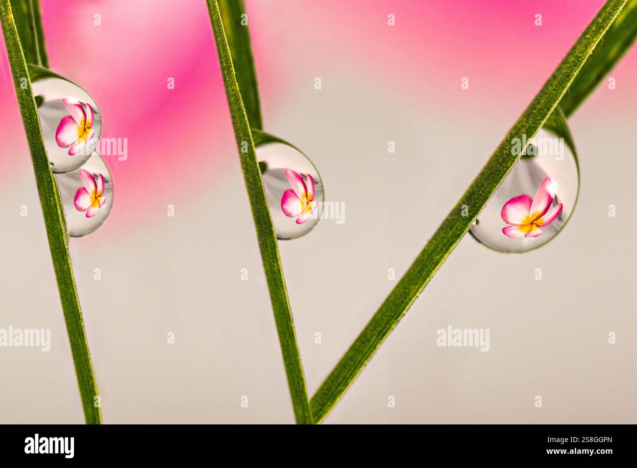 raindrops dew on frangipani flowers reflection transparent, macro grass ...