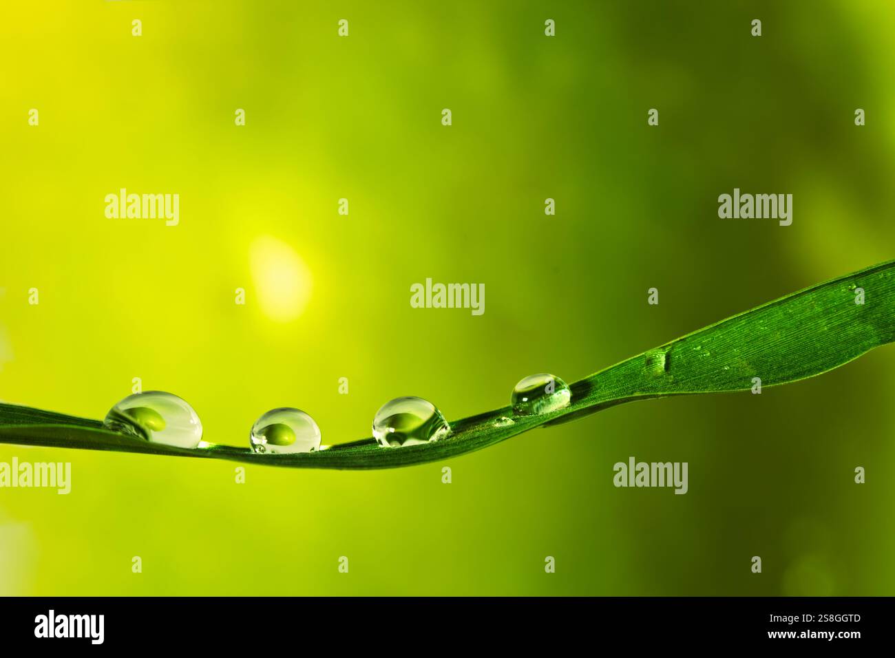 raindrops dew on a single grass leaf, macro Stock Photo - Alamy