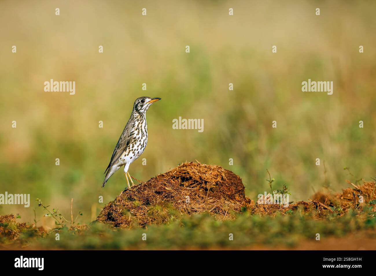 Groundscraper Thrush standing on a dung ground level in Kruger National ...