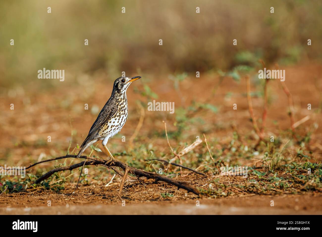 Groundscraper Thrush standing on a dung ground level in Kruger National ...