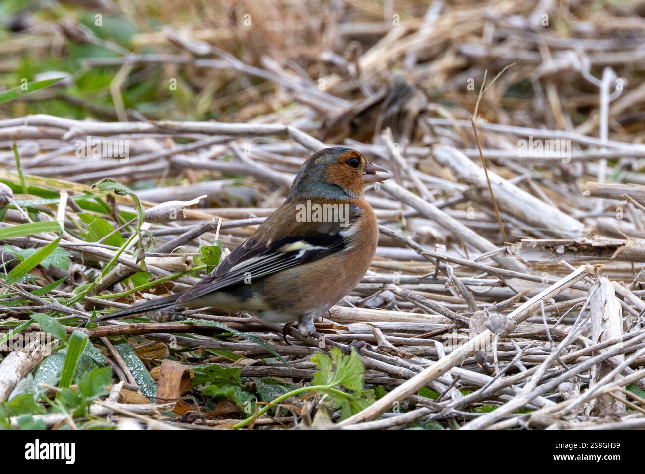 The male chaffinch eats seeds and insects. Spotted and photographed in ...