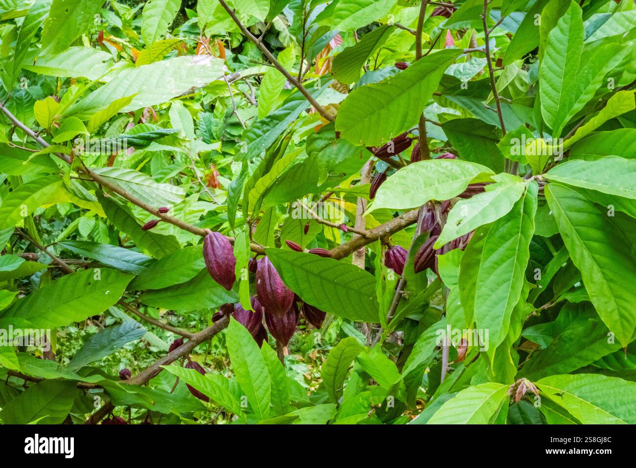 Cocoa cacao tree fruit pods Theobroma cacao Stock Photo - Alamy