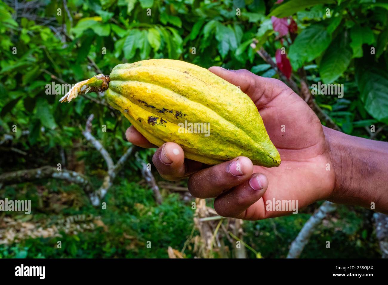 Cocoa production africa hi-res stock photography and images - Alamy