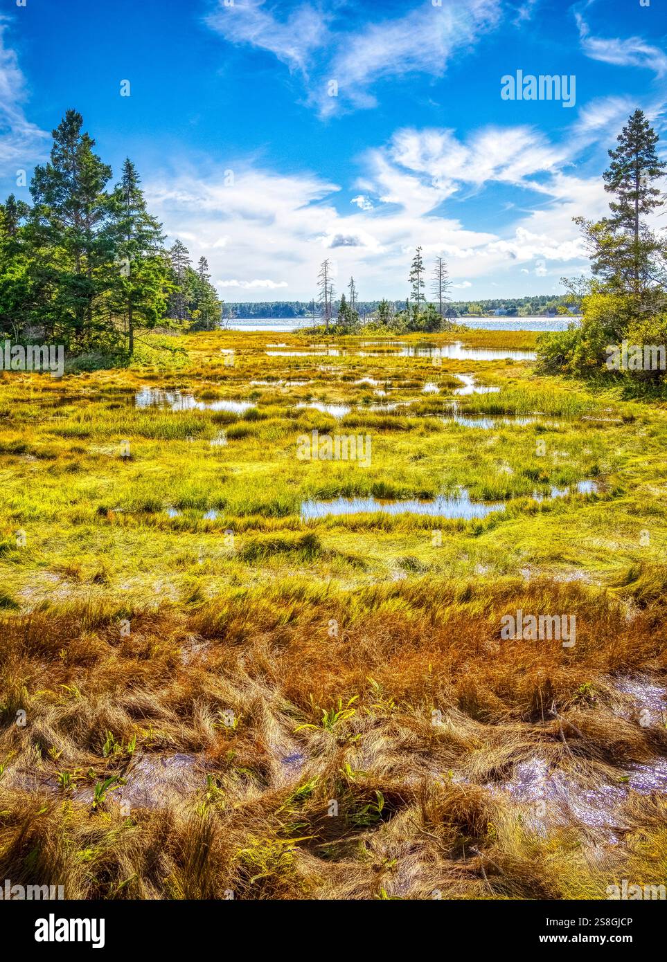 Fall colors in coastal marsh on Corkums Island on the south shore of ...