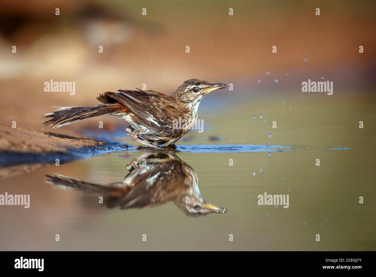 Red backed Scrub Robin bathing in waterhole with reflection in Greater ...