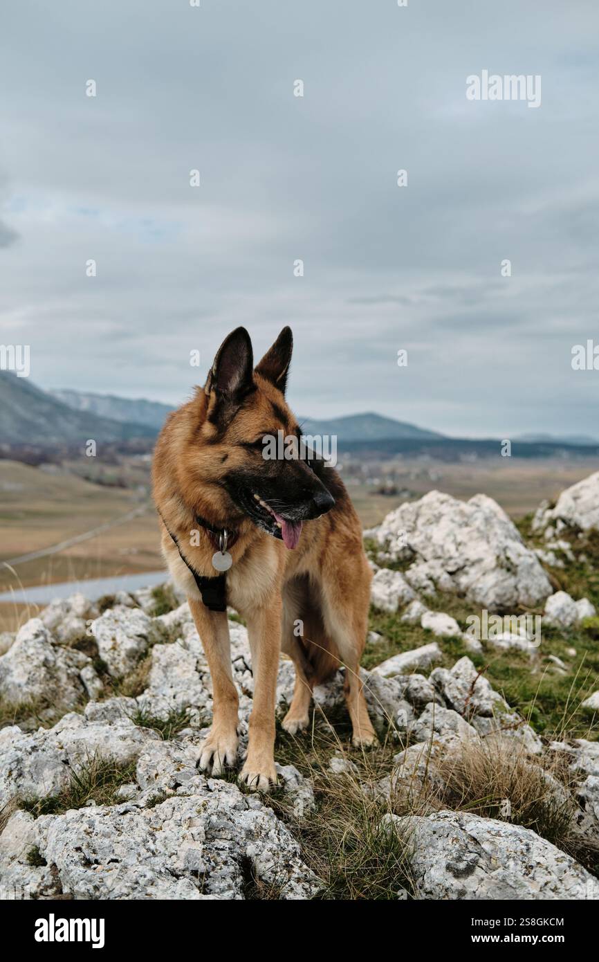 Hiking with pet concept. German Shepherd dog staying on top of a cliff ...