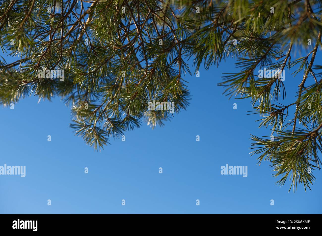 Close-up branches of evergreen pine tree (Pinus sylvestris) on blue sky ...