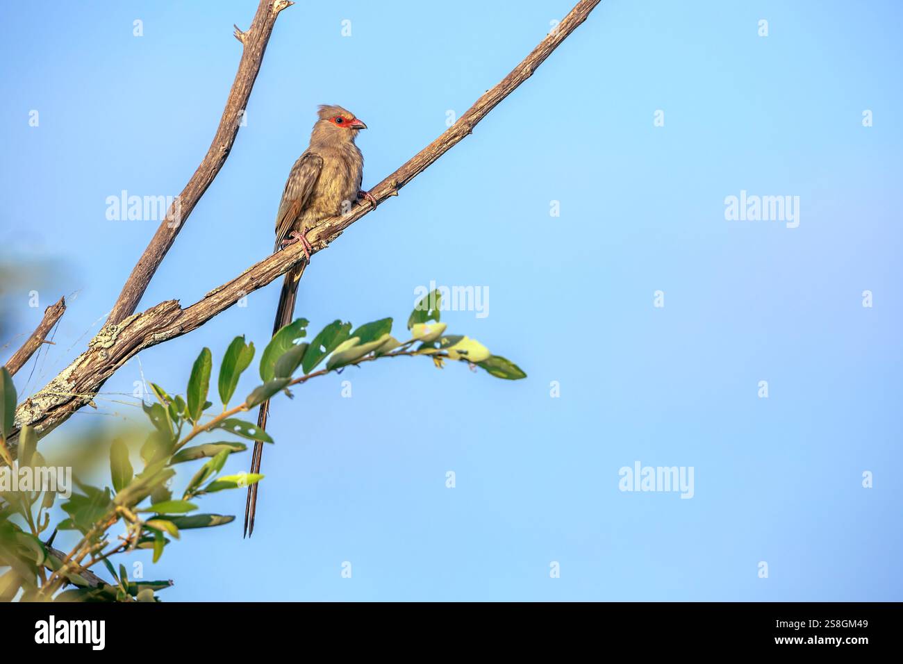 Red faced Mousebird standing on a branch isolated in blue sky in ...