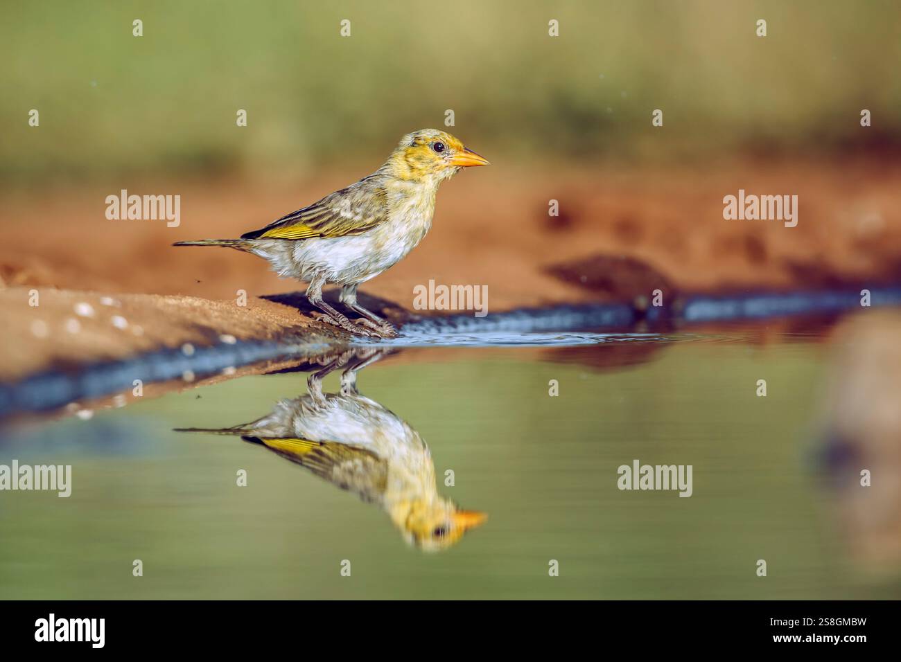 Red headed weaver standing along waterhole after bath in Greater Kruger ...