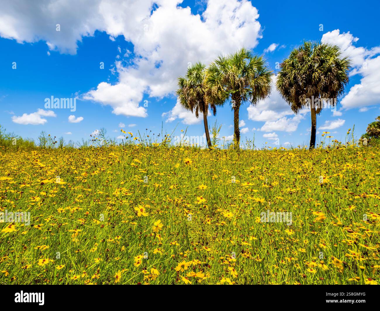 Yellow Tickseed (Coreopsis floridana), Myakka State Park, Sarasota ...