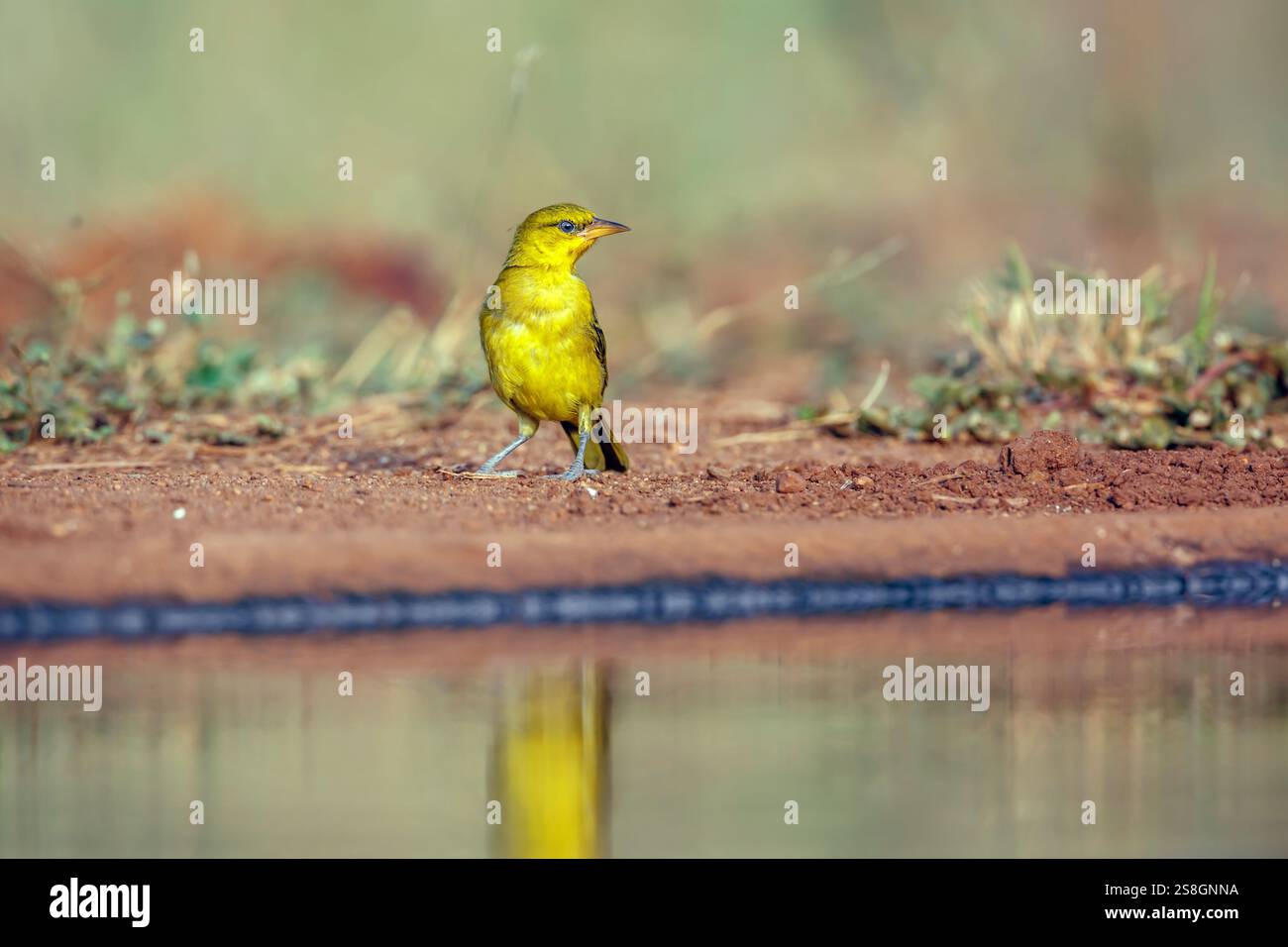 Spectacled Weaver along waterhole in Greater Kruger National park ...