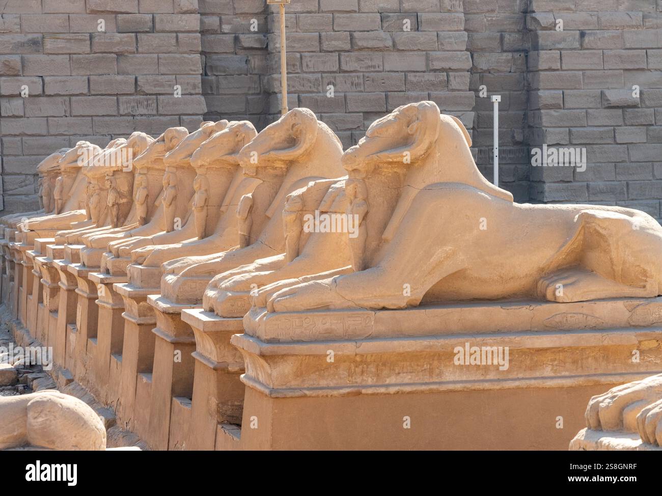 Row of ancient ram-headed sphinx statues stand majestically their ...