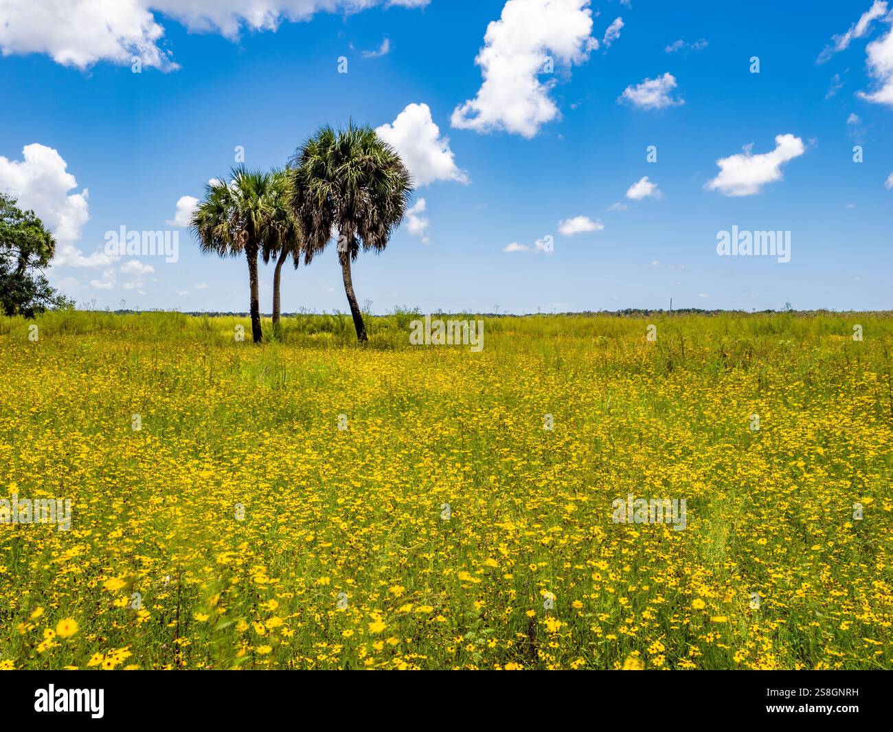 Yellow Tickseed (Coreopsis floridana), Myakka State Park, Sarasota ...