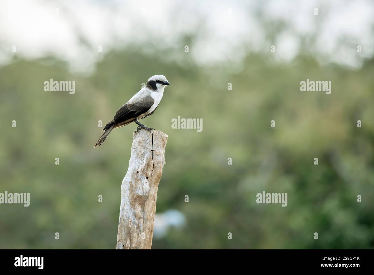 White crowned Shrike standing on a pole isolated in natural background ...