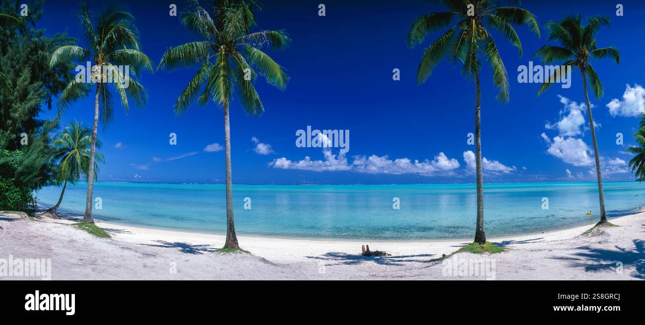 View of beach and palm trees, Matira Beach, Tahiti, French Polynesia ...
