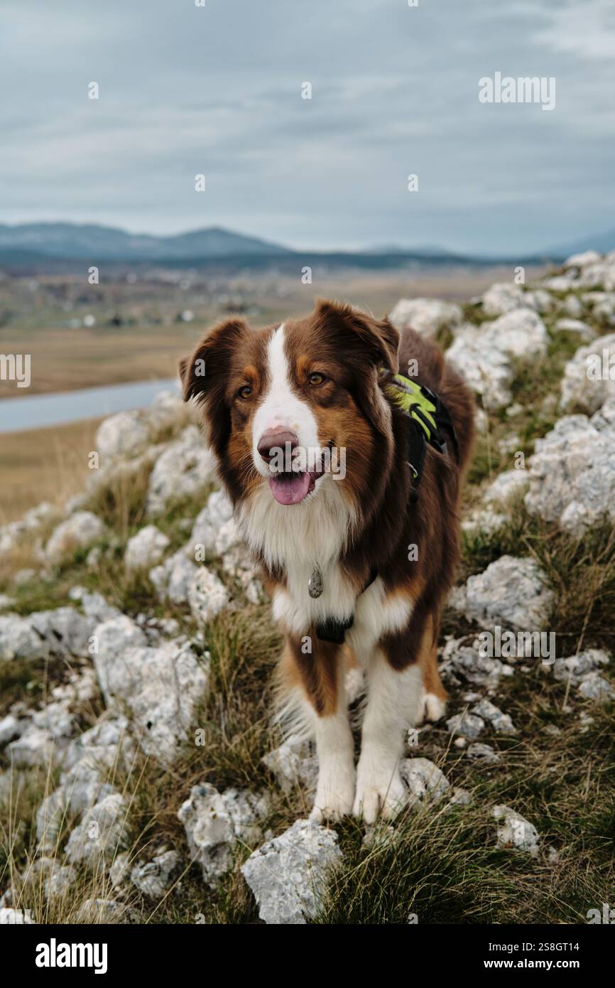 Hiking with pet concept. Brown fluffy Australian Shepherd dog staying ...