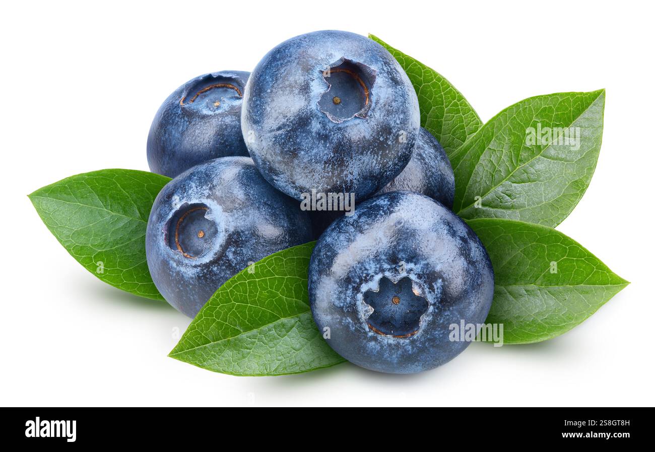 Blueberry with leaf isolated on white background. Blueberry clipping ...