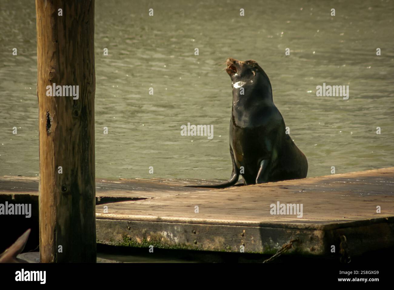 A sea lion laying on a dock Stock Photo - Alamy