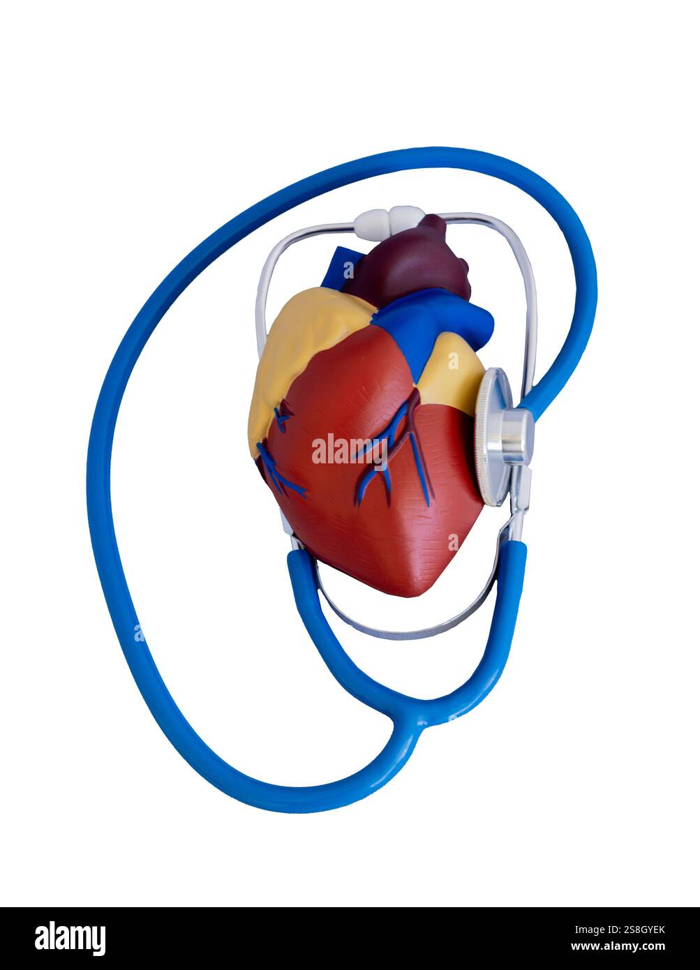 Cardiology education hi-res stock photography and images - Alamy