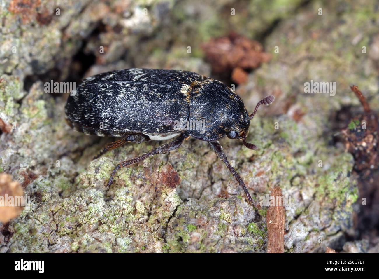 The skin beetle, Dermestidae of the species Dermestes gyllenhalii on ...