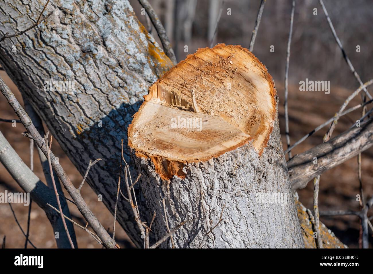 A large tree stump with a hole in the middle. The stump is surrounded ...