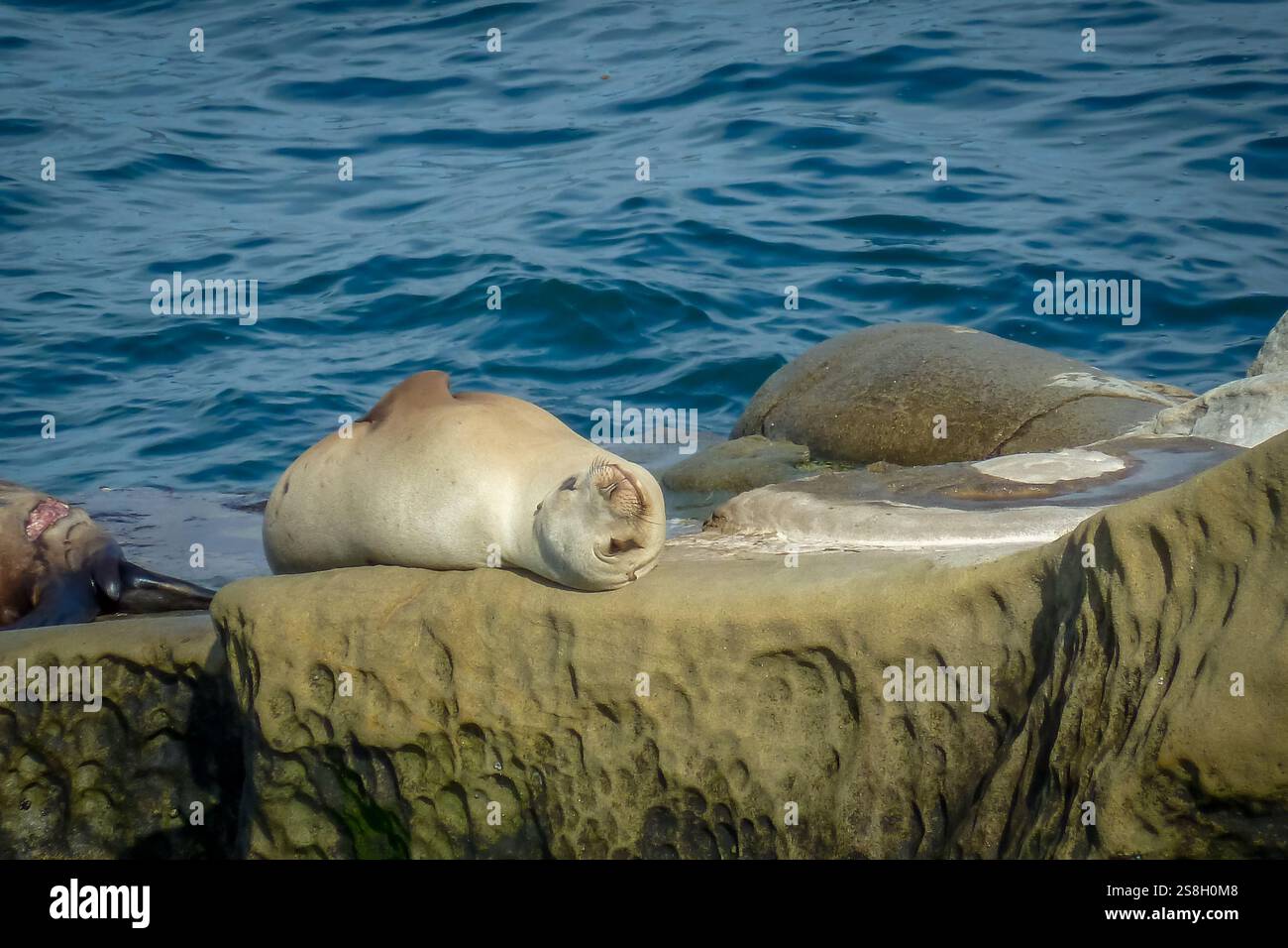 A sea lion basking on a rock in the ocean Stock Photo - Alamy