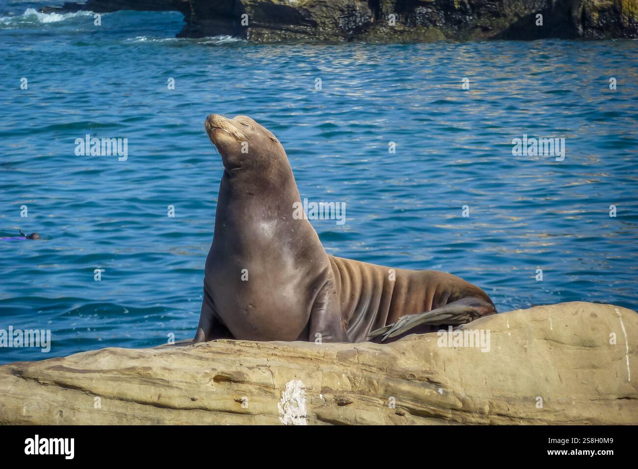A sea lion basking on a rock in the ocean Stock Photo - Alamy