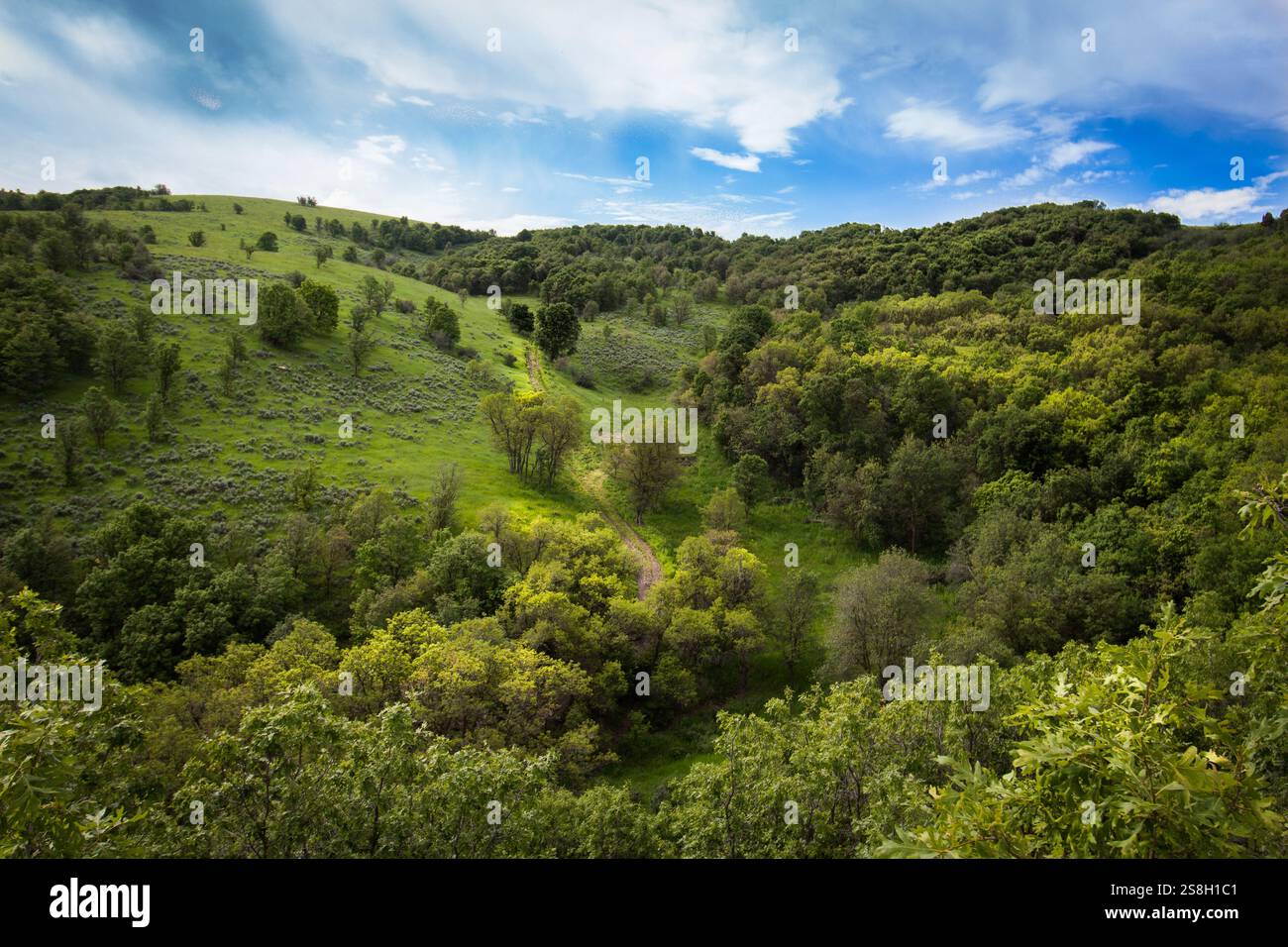 Tree filled hill mountainside Stock Photo - Alamy