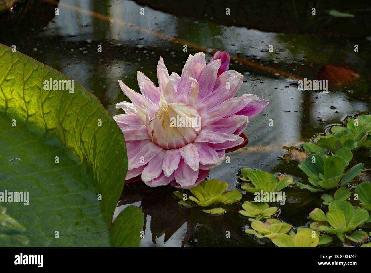 a gorgeous giant water lotus flower Victoria Amazonica Stock Photo - Alamy