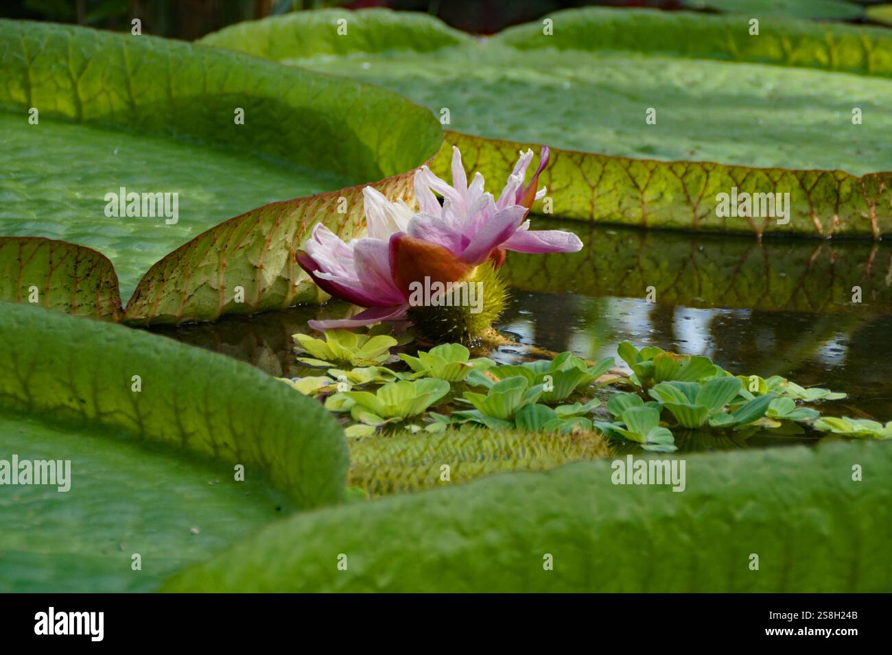 a gorgeous giant water lotus flower Victoria Amazonica Stock Photo - Alamy