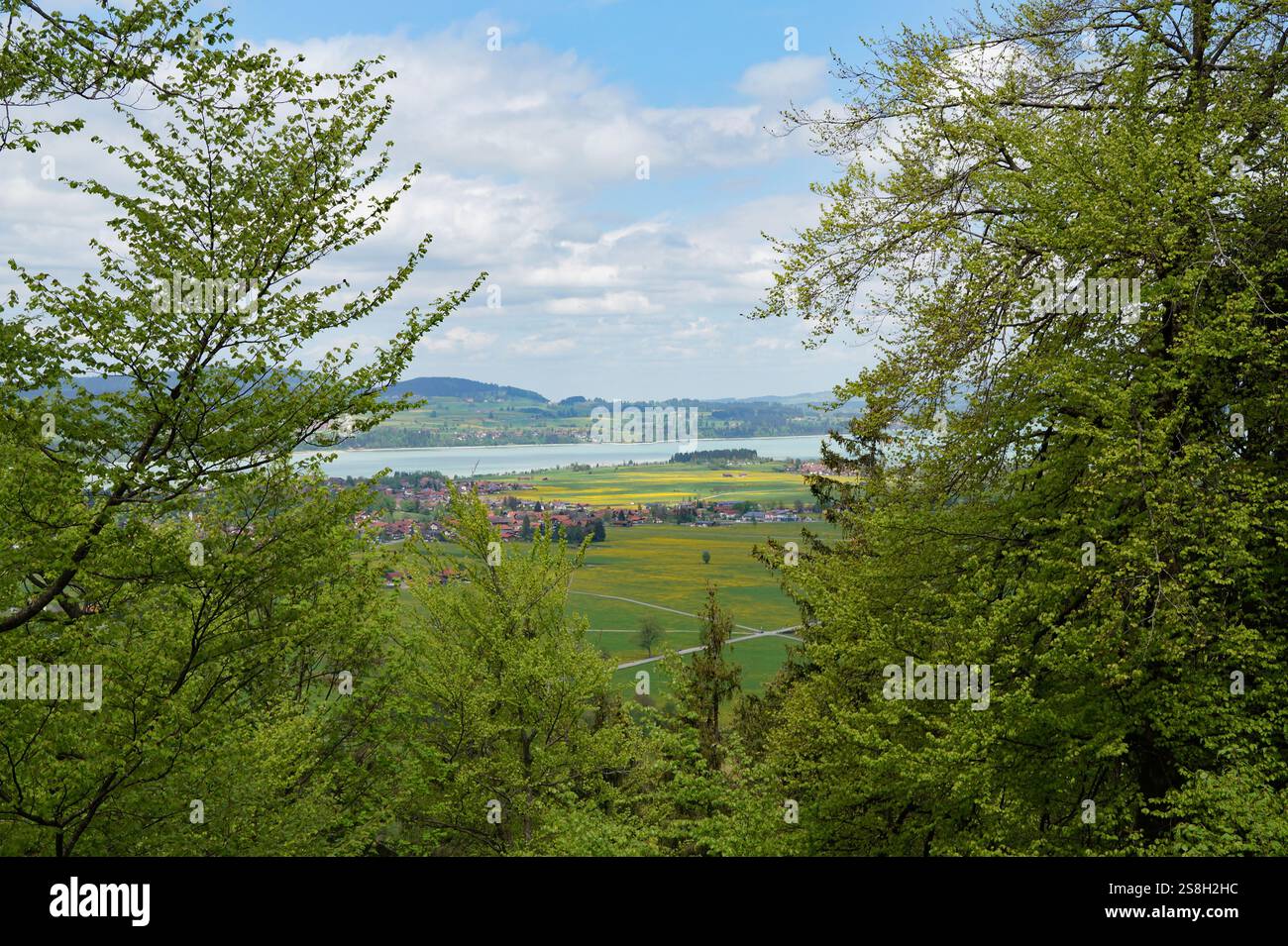 a scenic spring landscape with green trees covered with new leaves and ...