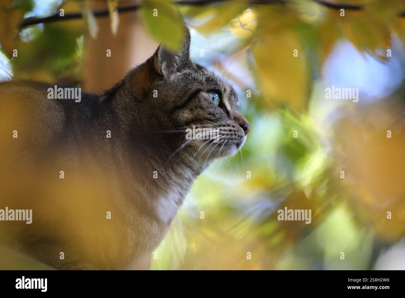 Portrait common tabby cat hi-res stock photography and images - Alamy
