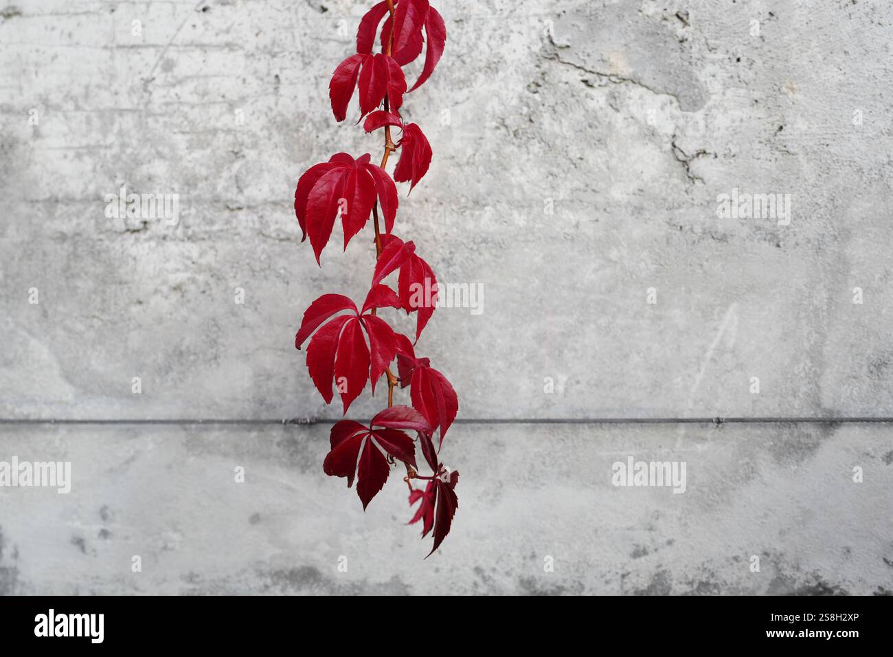 Parthenocissus quinquefolia, or Virginia creeper, falling down a ...